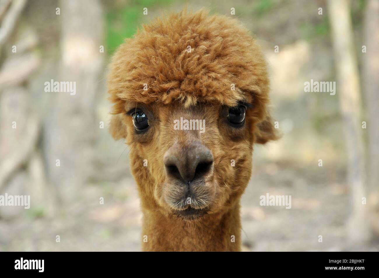 An alpaca is a domesticated species of South American camelid Stock ...