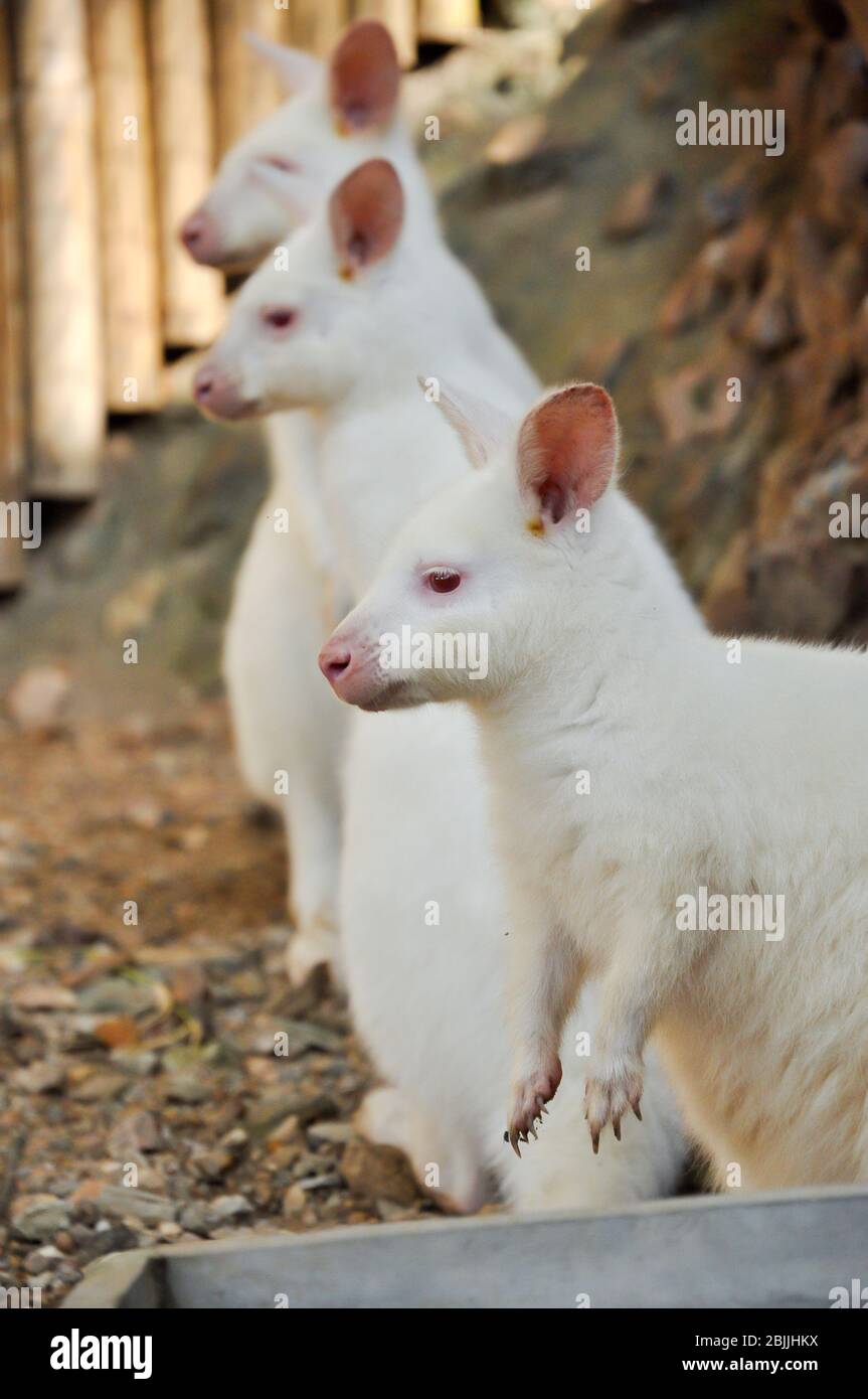 Wallaby is a small or medium-sized kangaroo, often brightly colored and ...