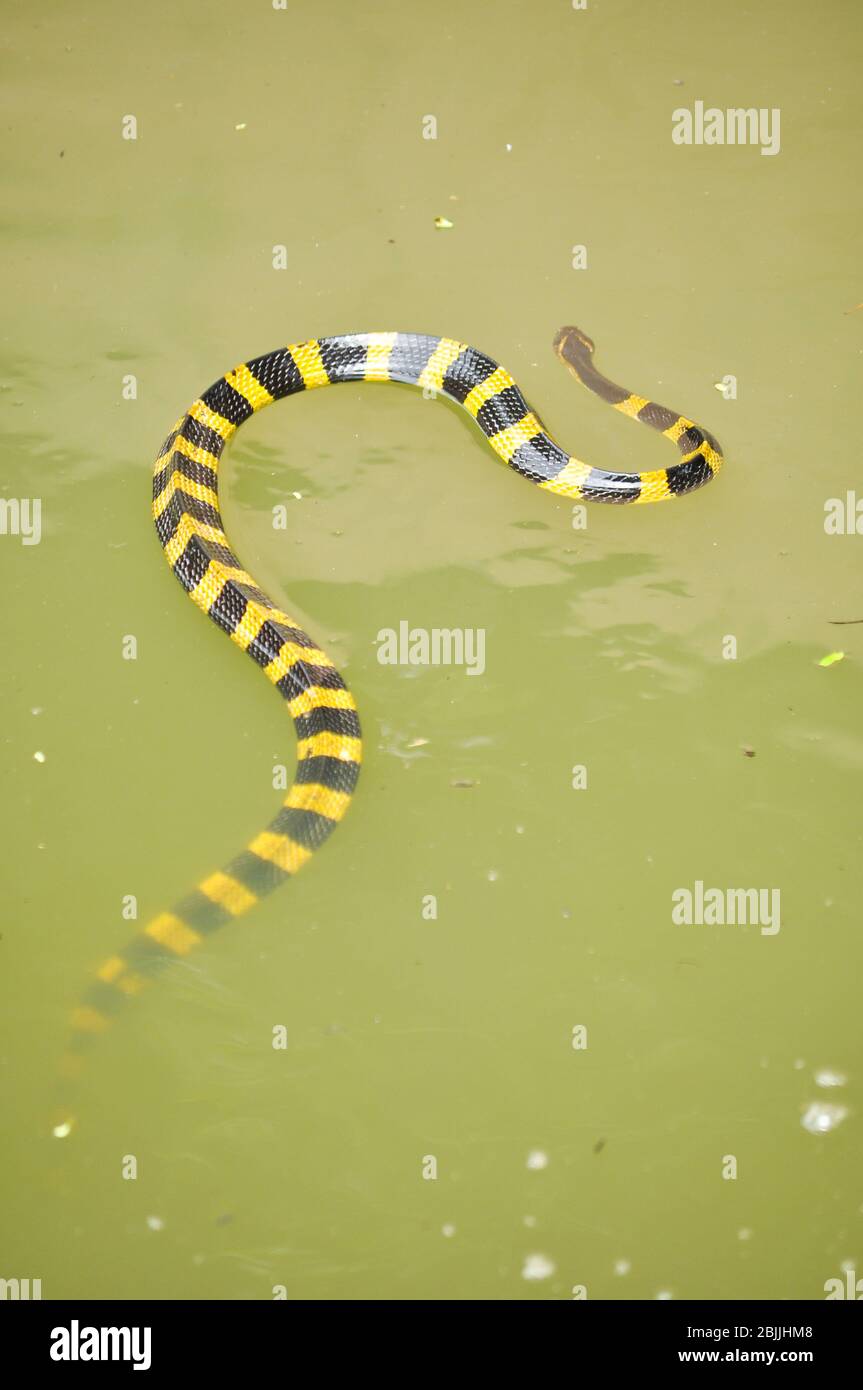 Banded krait hi-res stock photography and images - Alamy