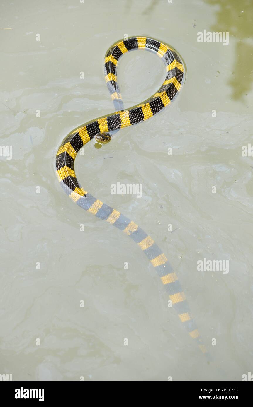 Banded krait is slithering slowly but swimming faster, with agility in ...