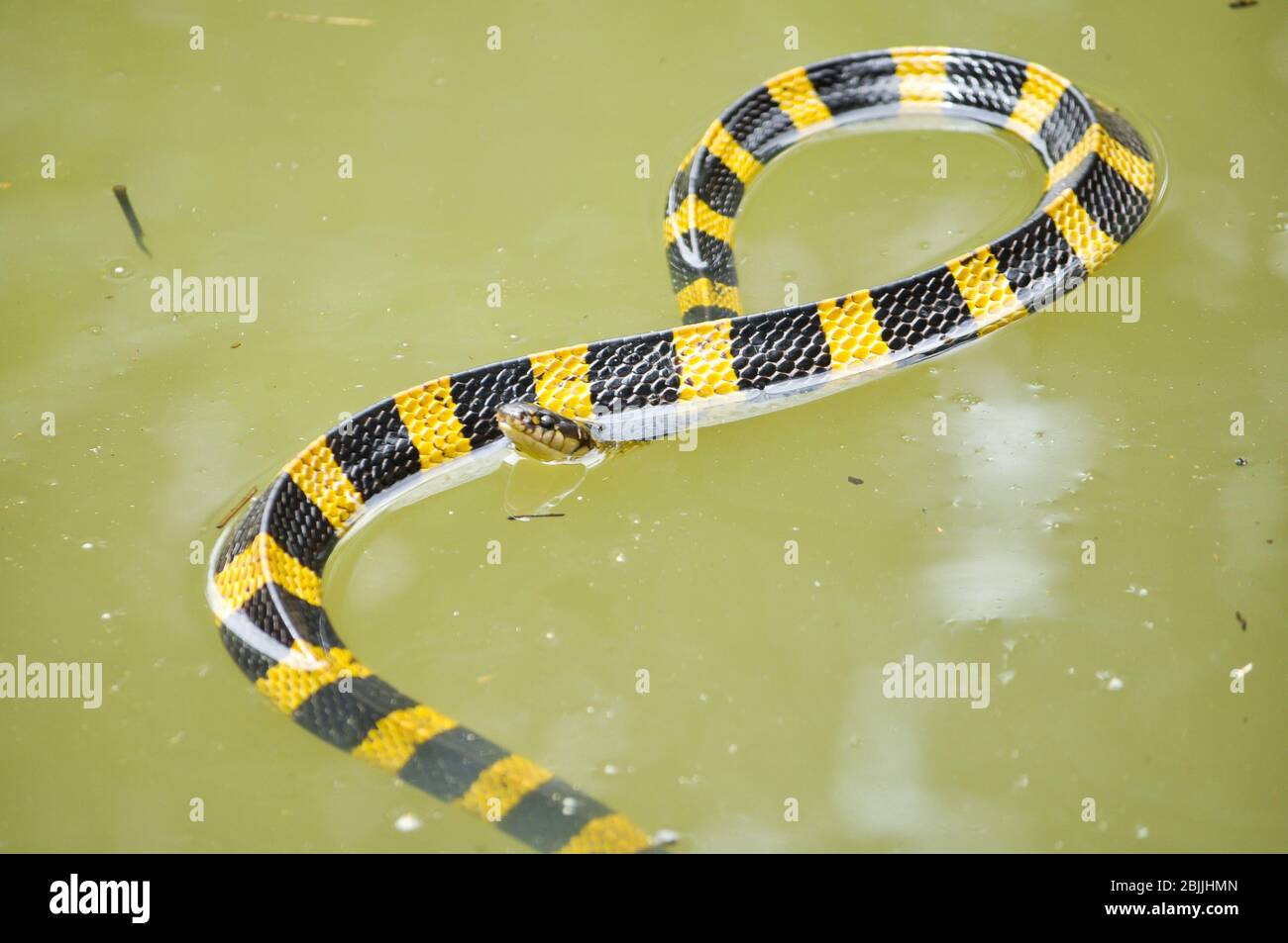 Banded krait is slithering slowly but swimming faster, with agility in ...