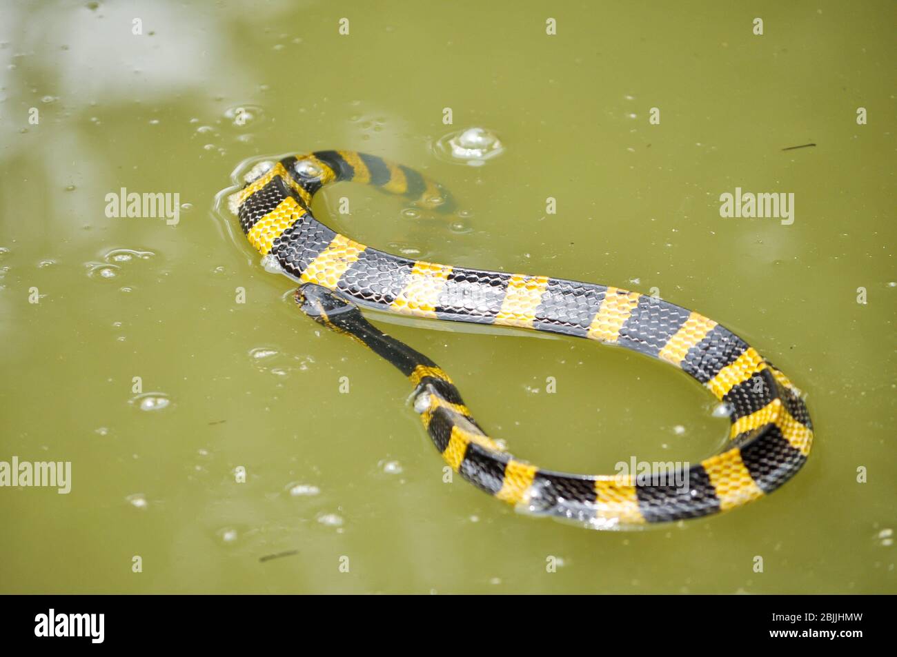 Banded krait hi-res stock photography and images - Alamy