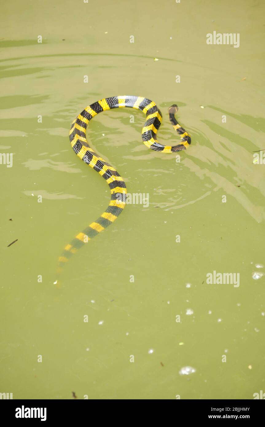 Banded krait is slithering slowly but swimming faster, with agility in ...