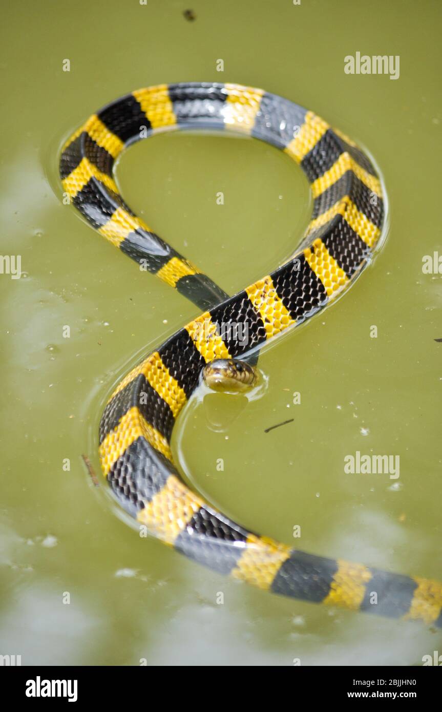 Banded krait hi-res stock photography and images - Alamy