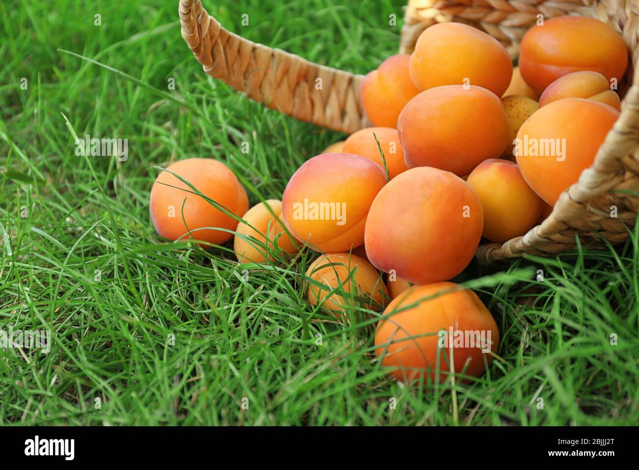 Basket pile apricots hi-res stock photography and images - Alamy