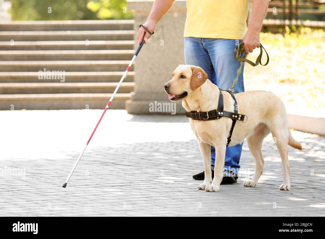 Guide dog helping blind man in the city Stock Photo - Alamy