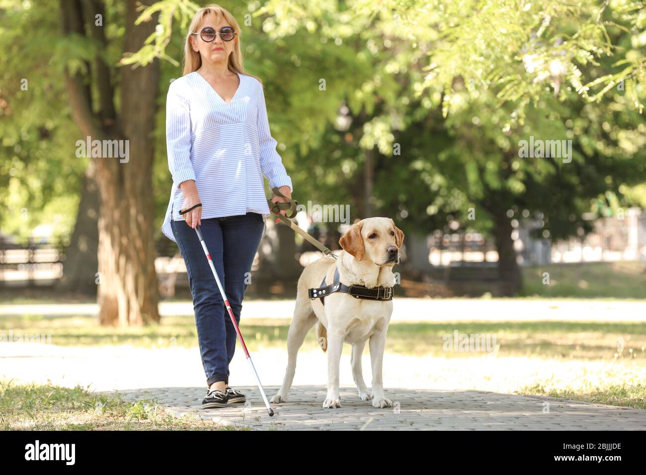 Guide dog helping blind woman in park Stock Photo - Alamy