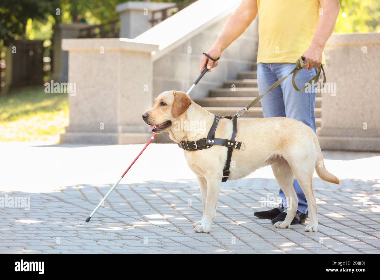Guide dog helping blind man in the city Stock Photo - Alamy