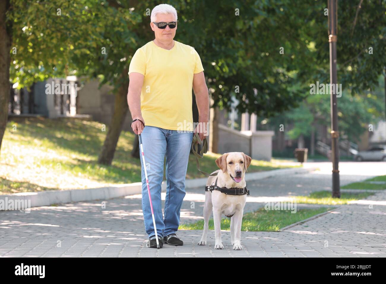 Dogs Who Help The Blind