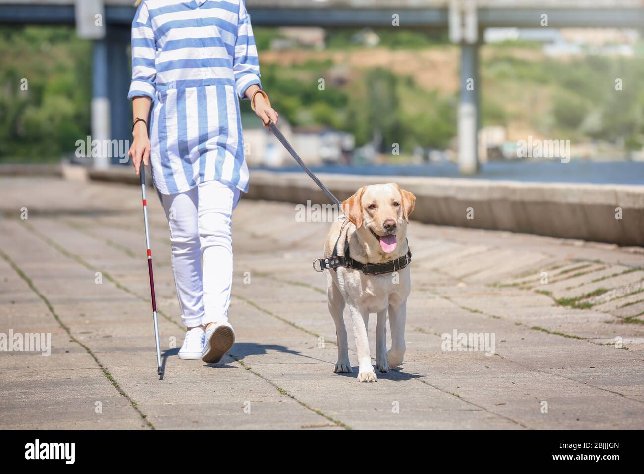 Guide dog helping blind woman on embankment Stock Photo - Alamy