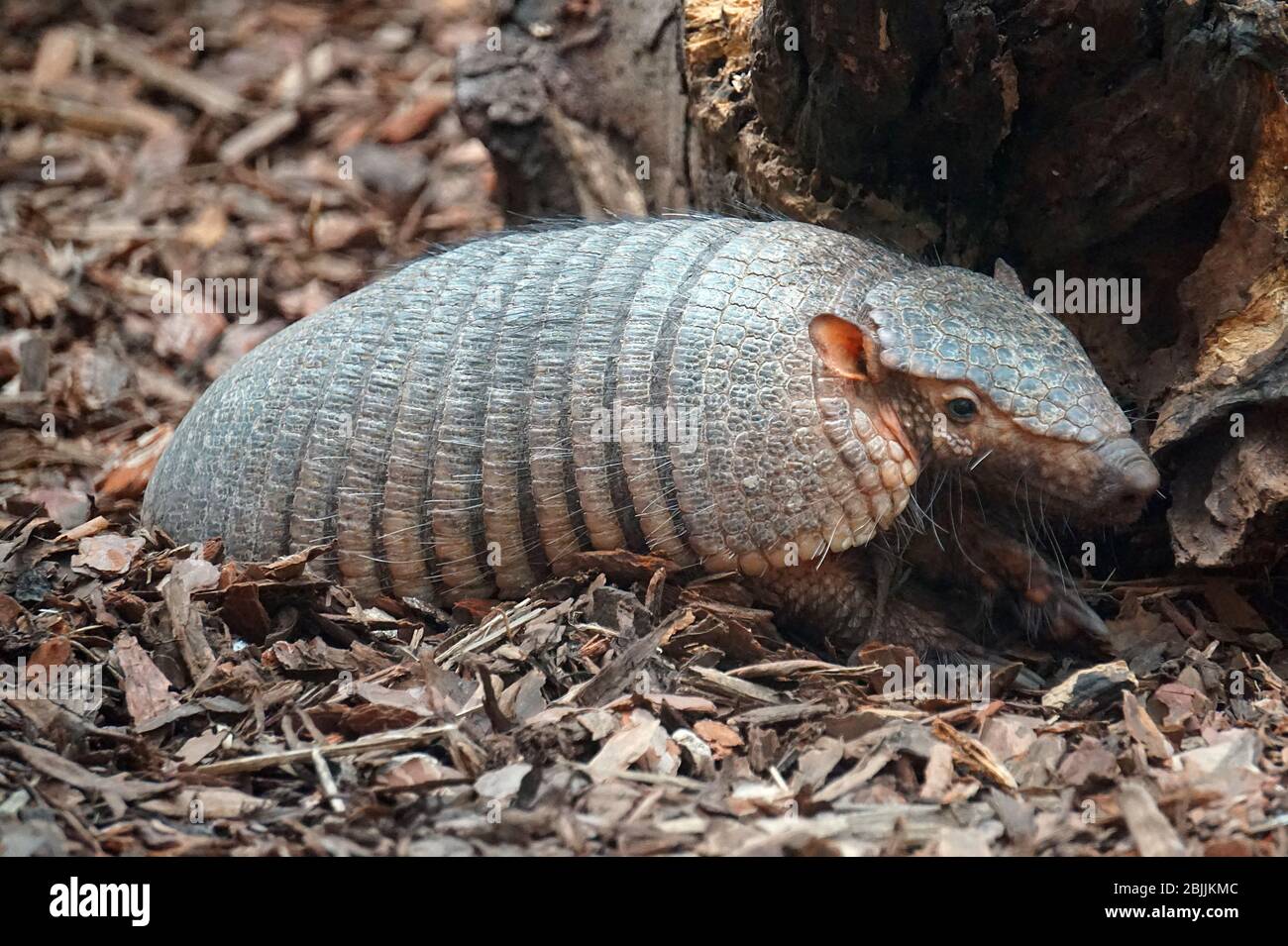 Armadillo skin hi-res stock photography and images - Alamy