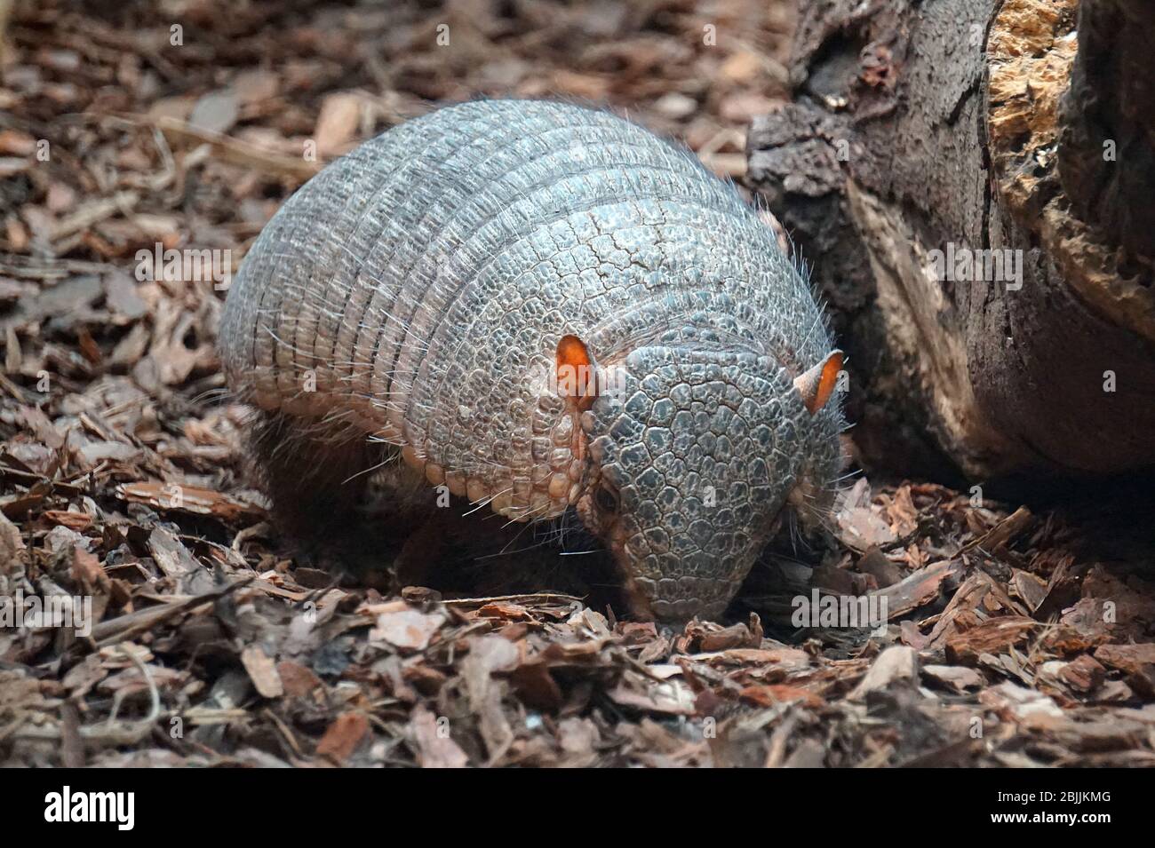 Armadillo skin hi-res stock photography and images - Alamy