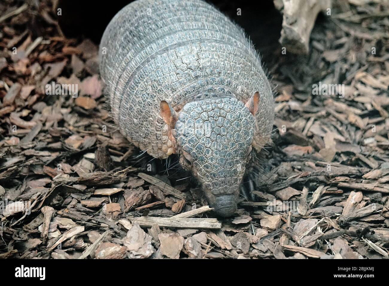 Armadillo skin hi-res stock photography and images - Alamy