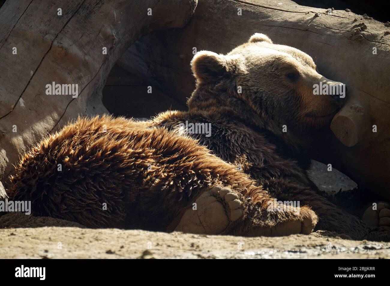 Brown bear laying, resting Stock Photo - Alamy