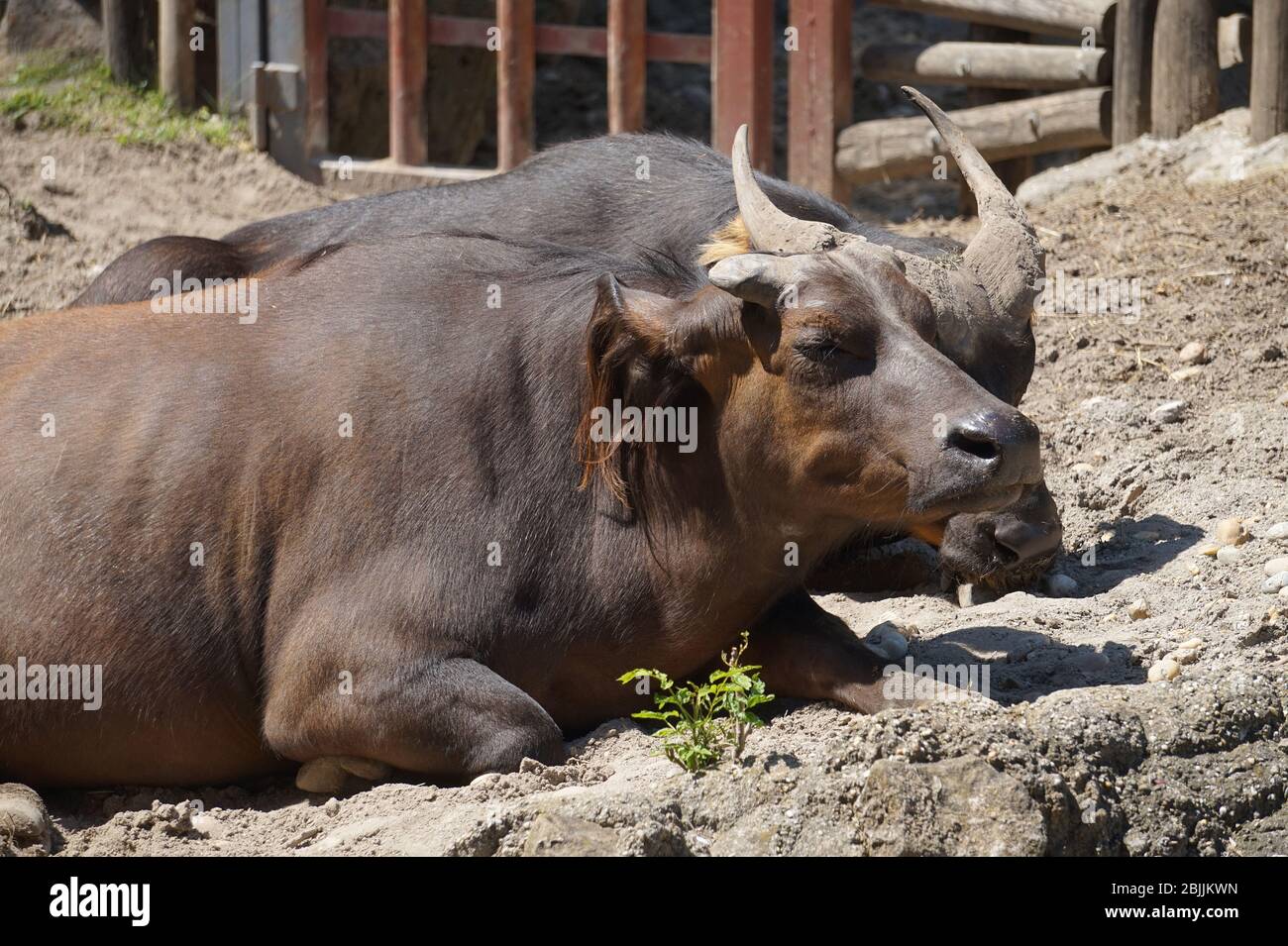 Buffaloo with horns - laying on a ground Stock Photo - Alamy