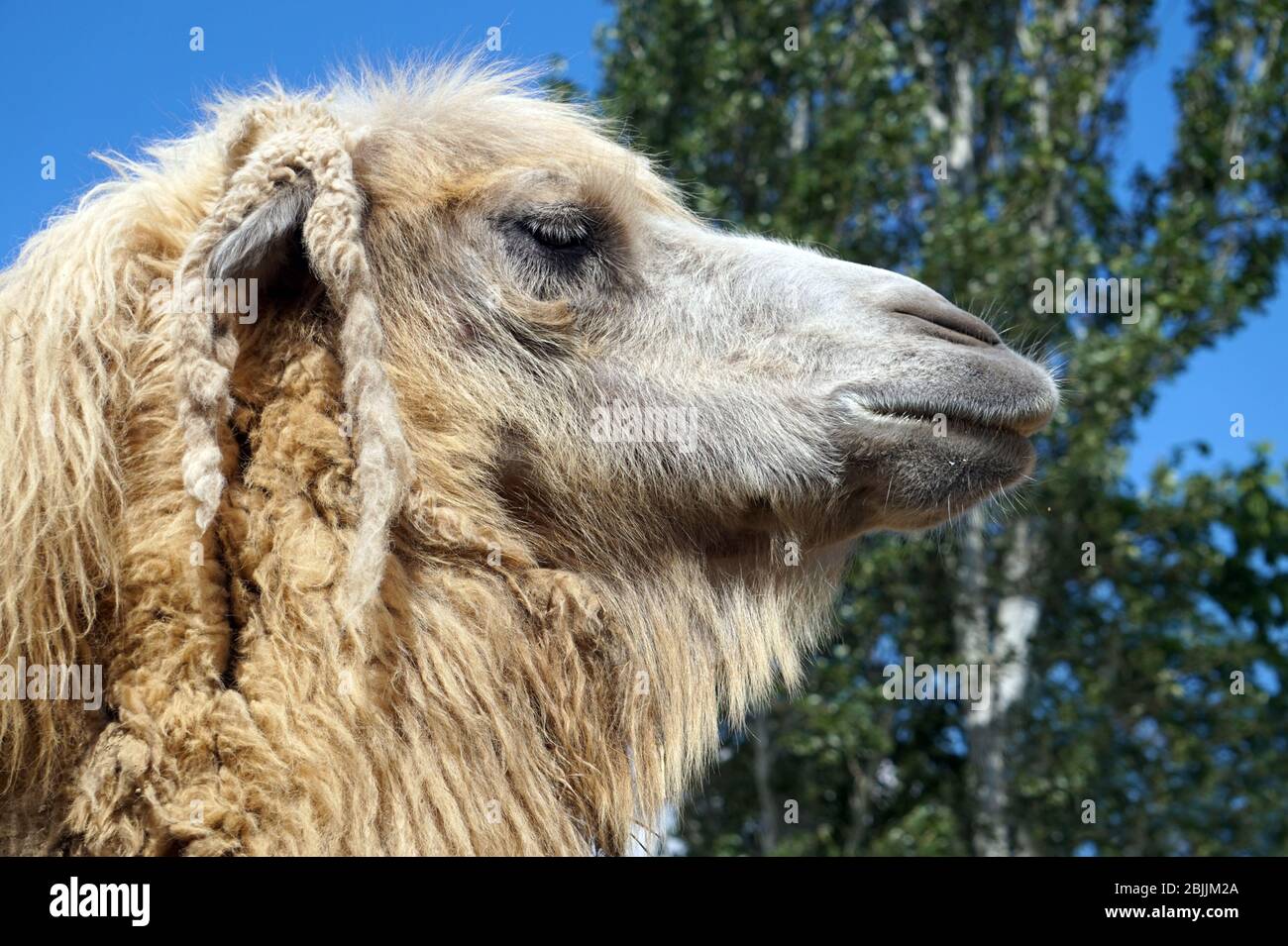 Camel face - portrait, close-up photograph Stock Photo - Alamy