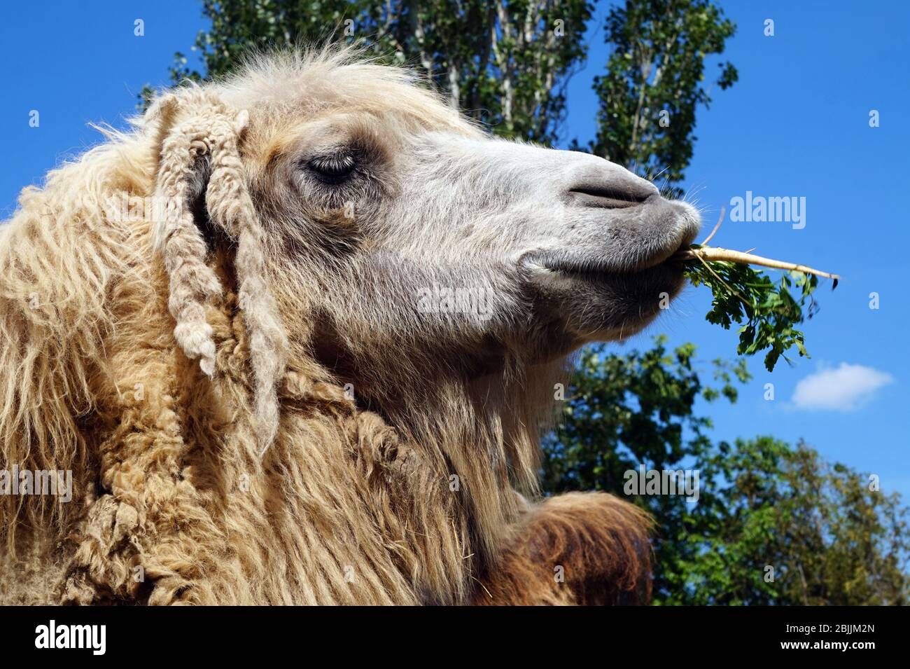 Camel face - portrait, close-up photograph Stock Photo - Alamy