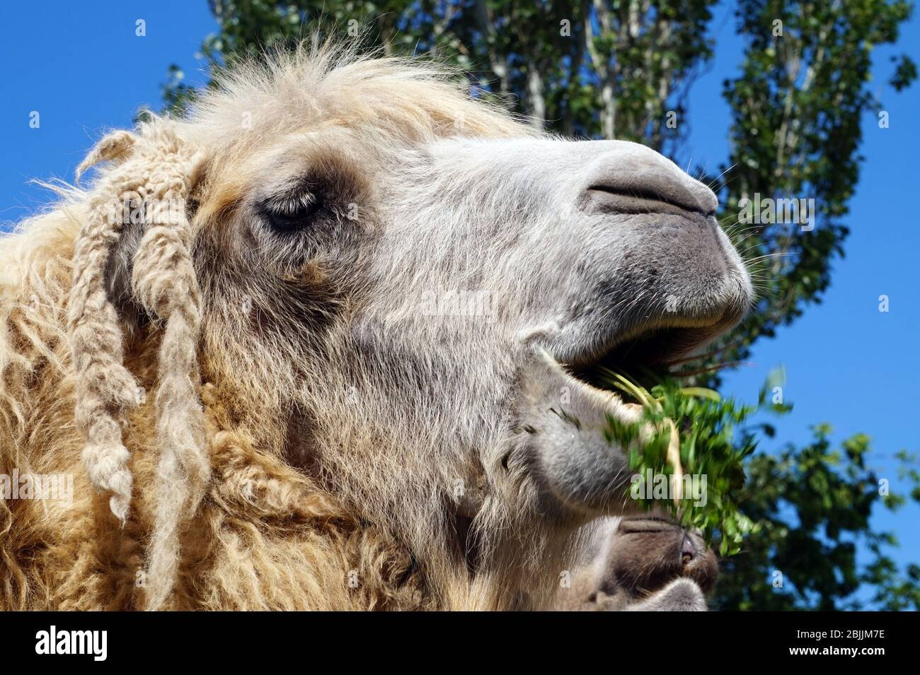 Camel face - portrait, close-up photograph Stock Photo - Alamy