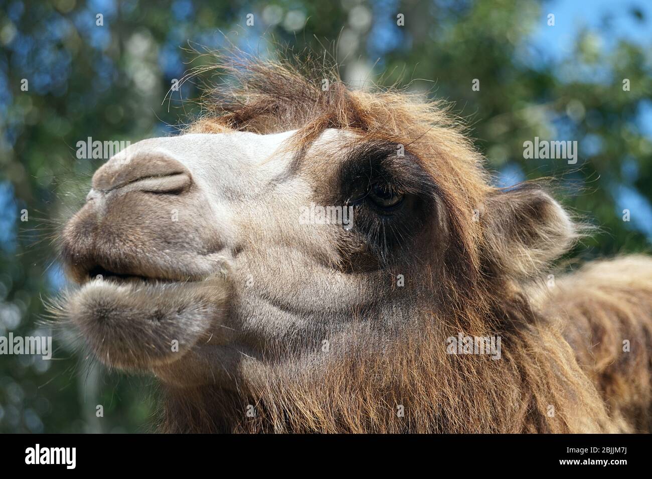 Camel face - portrait, close-up photograph Stock Photo - Alamy