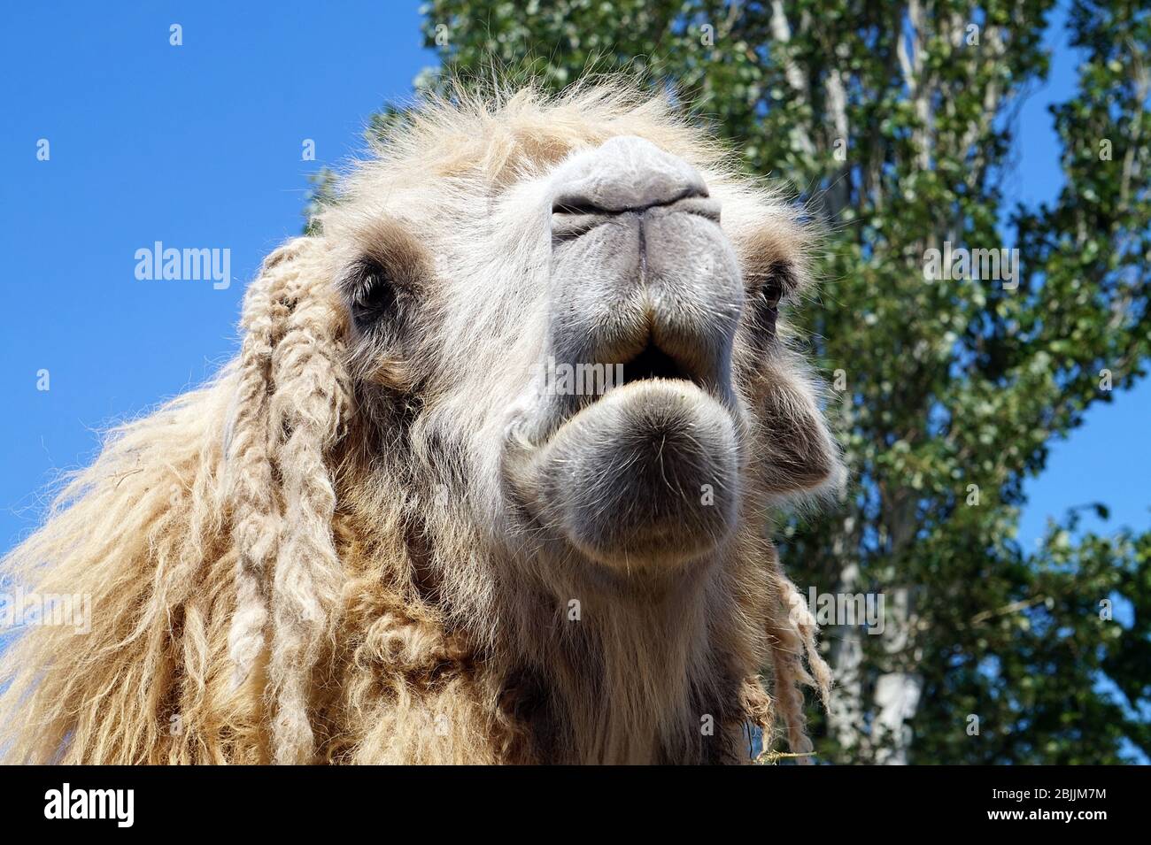 Camel front face hi-res stock photography and images - Alamy