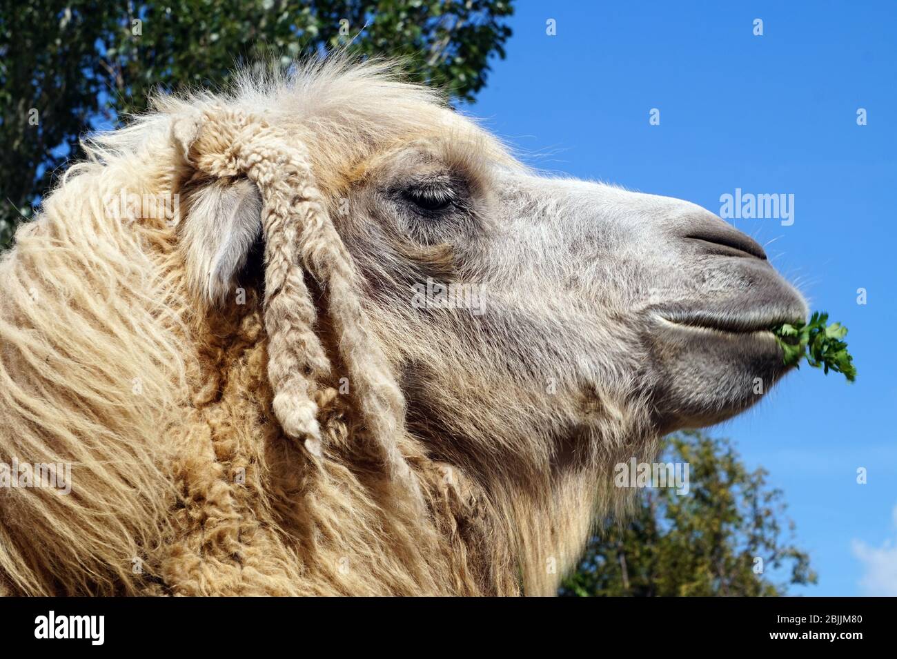 Camel face - portrait, close-up photograph Stock Photo - Alamy