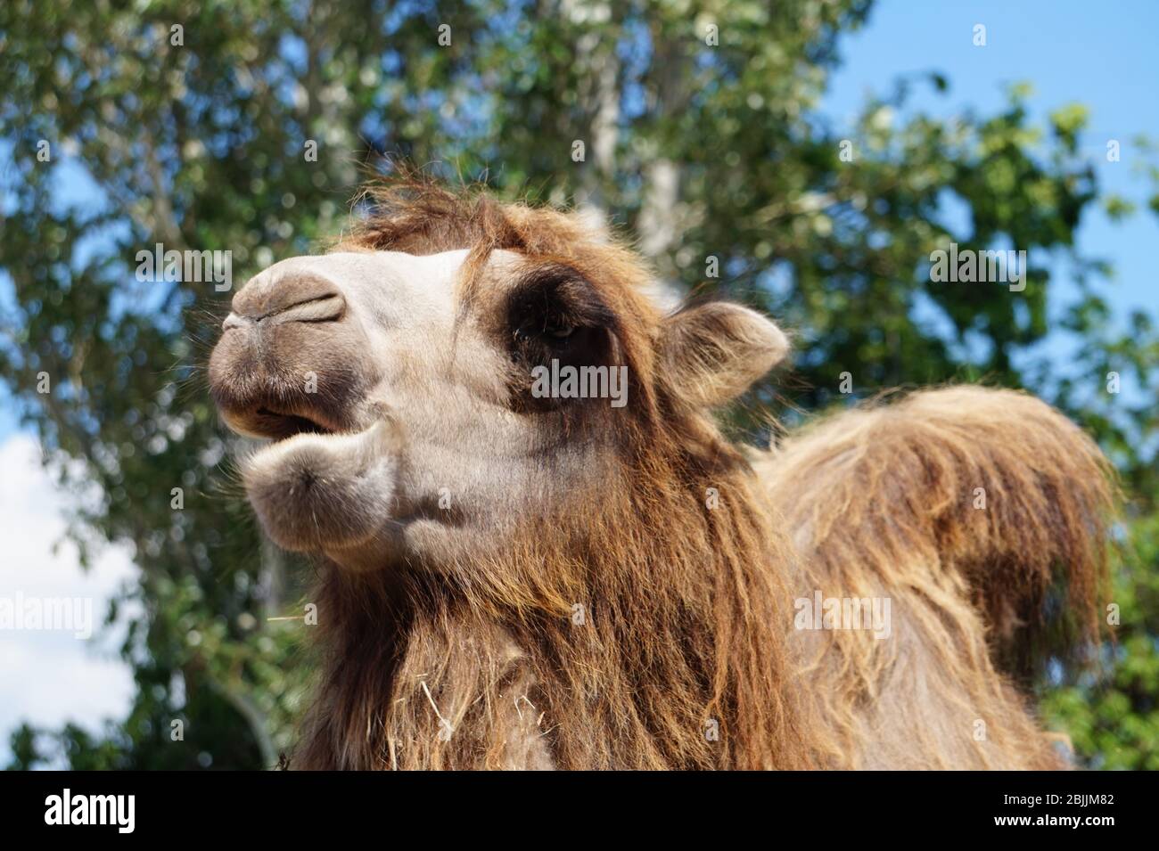 Camel face - portrait, close-up photograph Stock Photo - Alamy