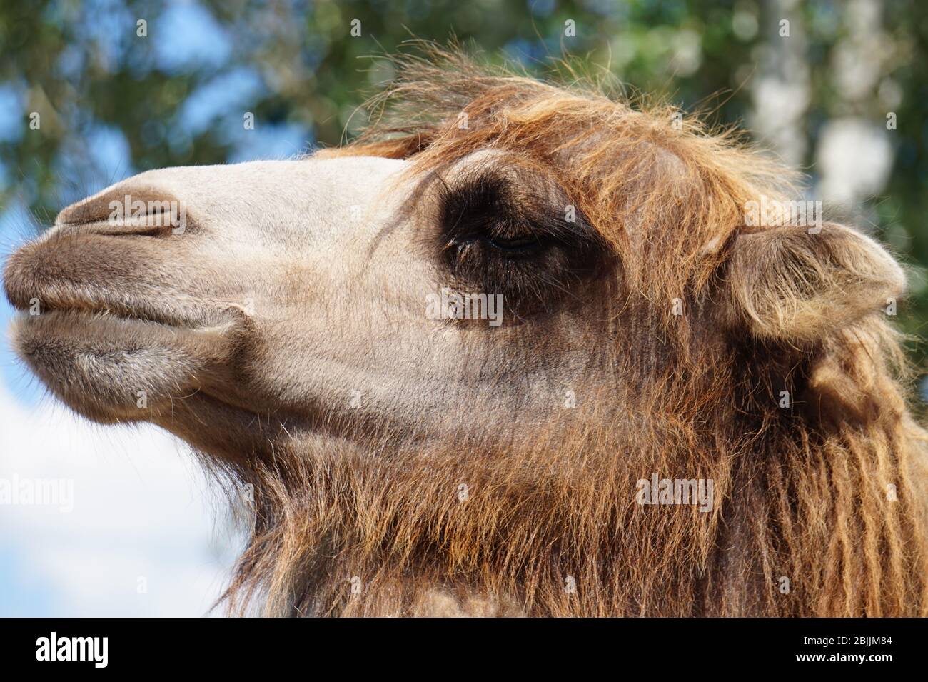 Camel face - portrait, close-up photograph Stock Photo - Alamy