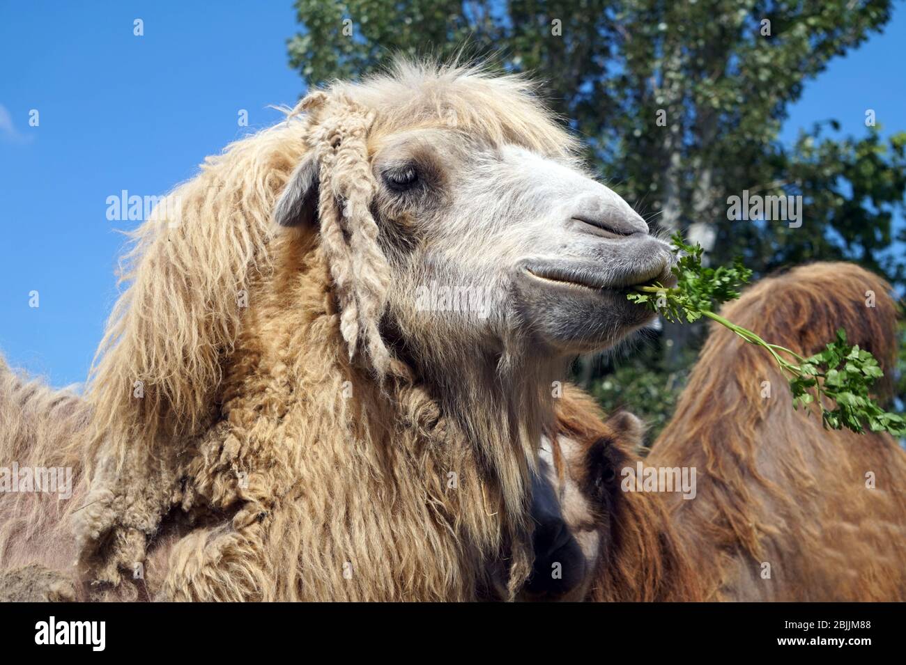 Camel chewing leaves hi-res stock photography and images - Alamy