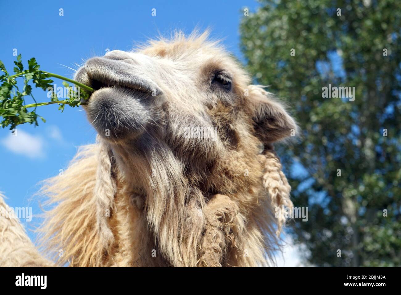 Camel face - portrait, close-up photograph Stock Photo - Alamy