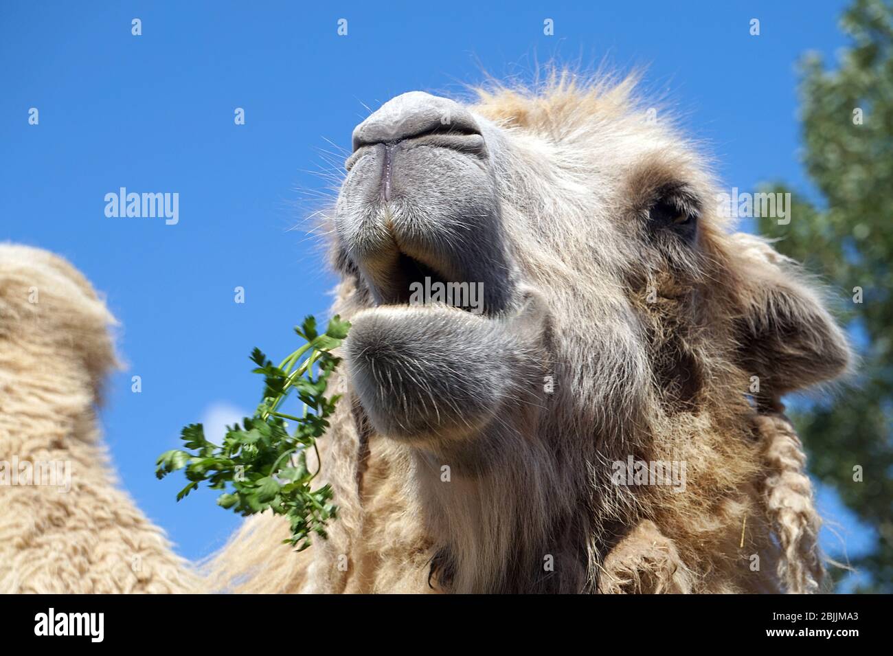 Camel face - portrait, close-up photograph Stock Photo - Alamy