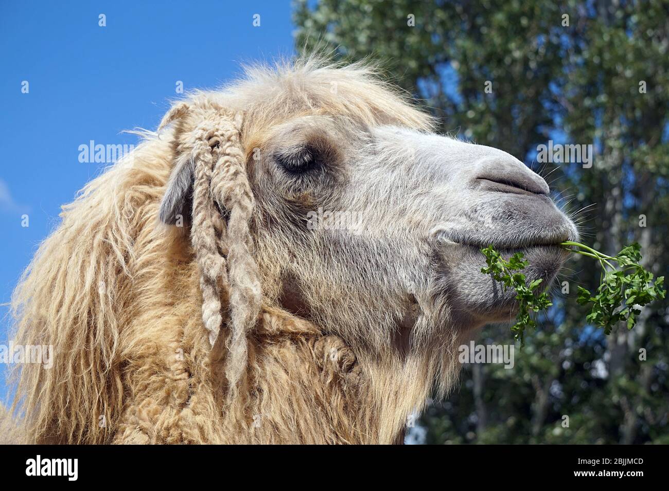 Camel face - portrait, close-up photograph Stock Photo - Alamy
