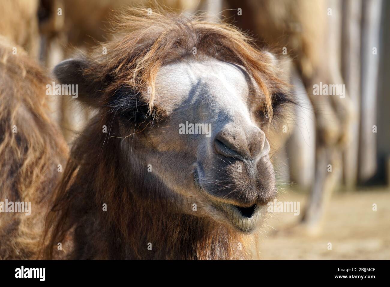 Camel face - portrait, close-up photograph Stock Photo - Alamy