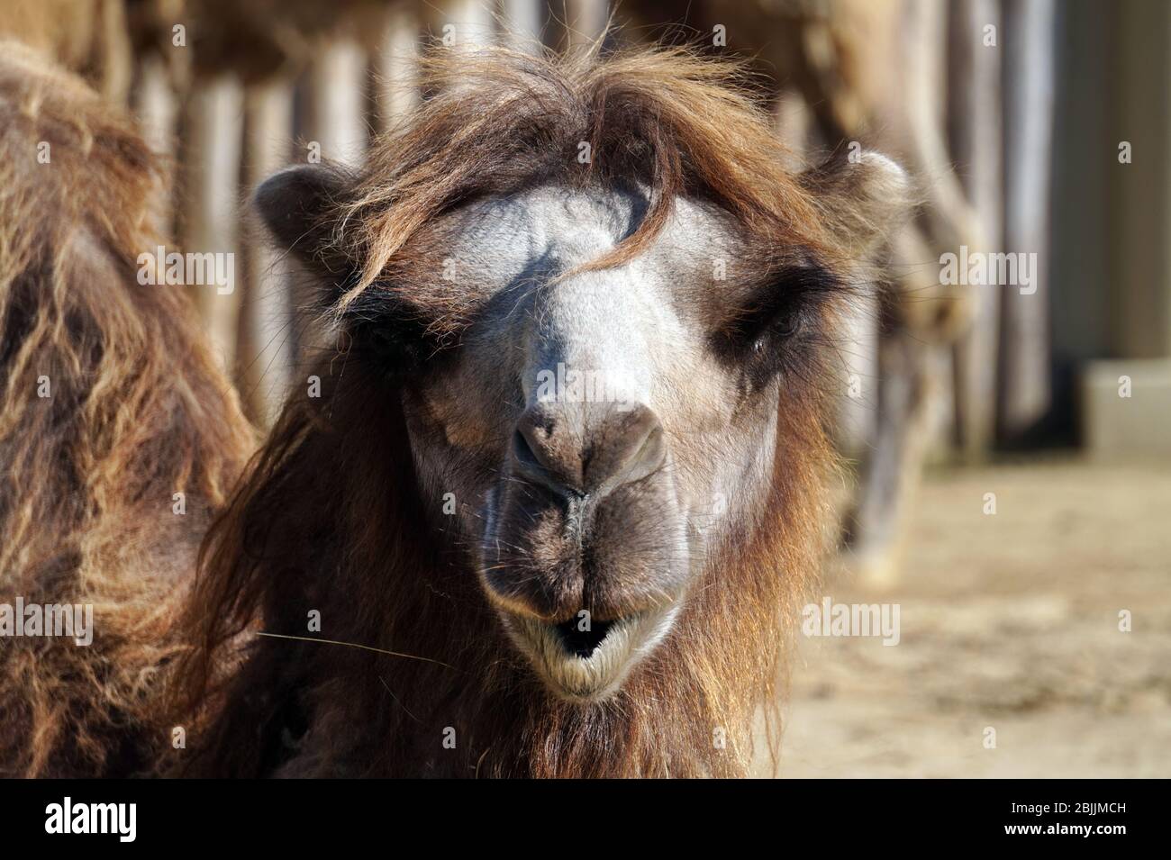Camel front face hi-res stock photography and images - Alamy