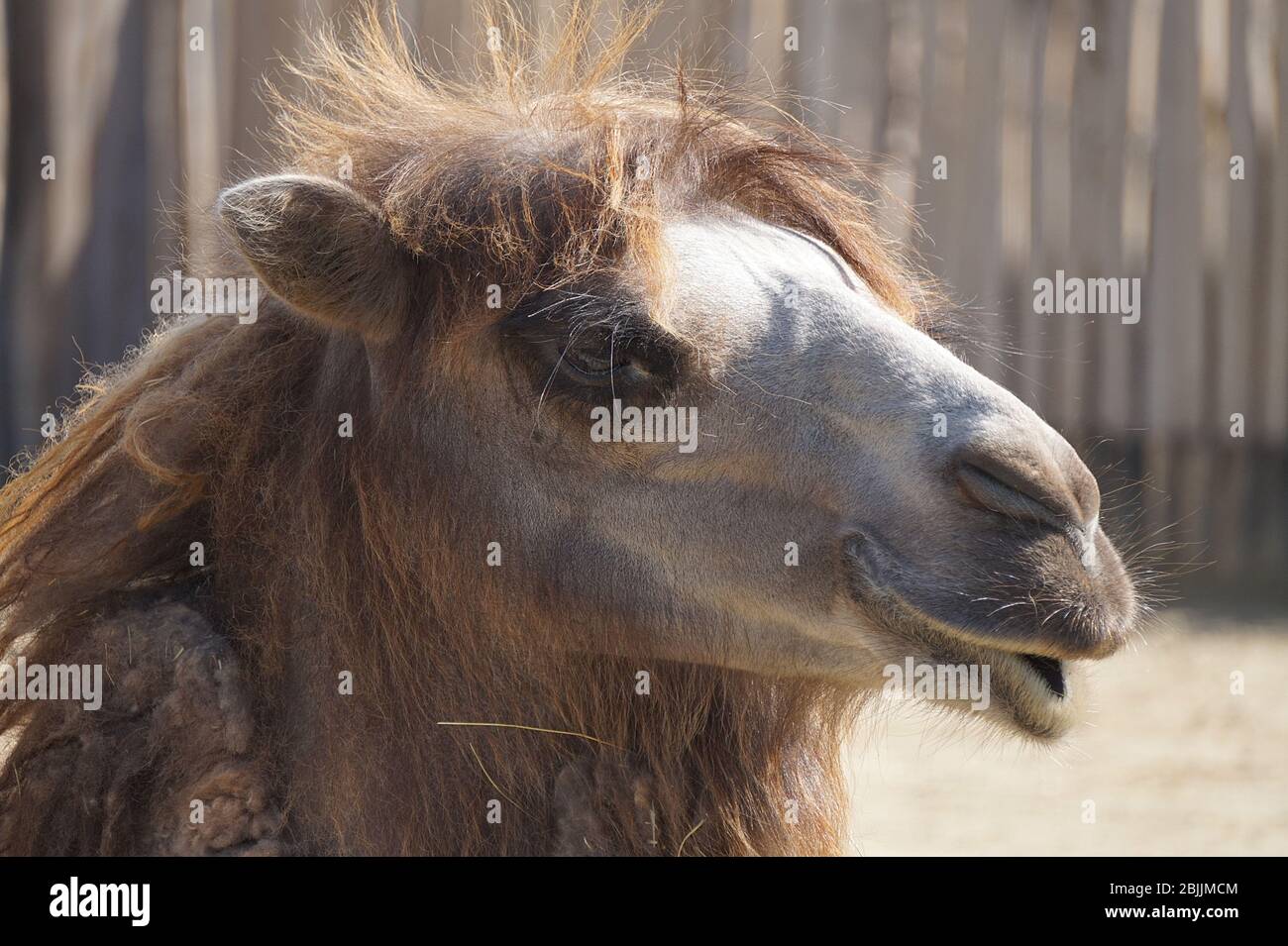 Camel face - portrait, close-up photograph Stock Photo - Alamy