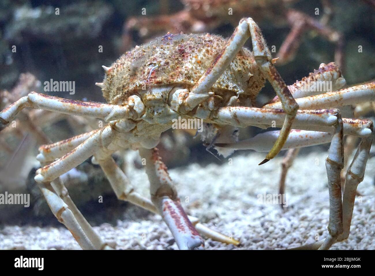 Crab with long legs underwater Stock Photo - Alamy
