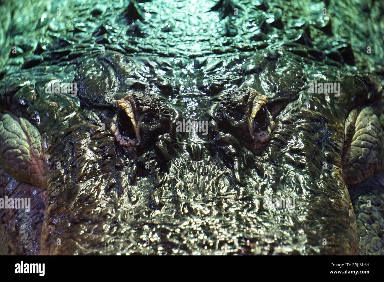 Alligator front view hi-res stock photography and images - Alamy