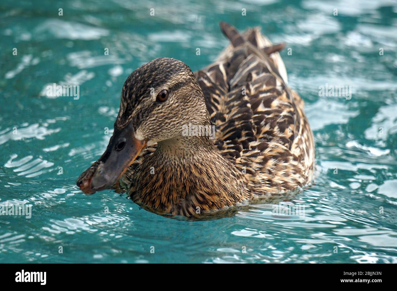 Duck swimming in water Stock Photo - Alamy