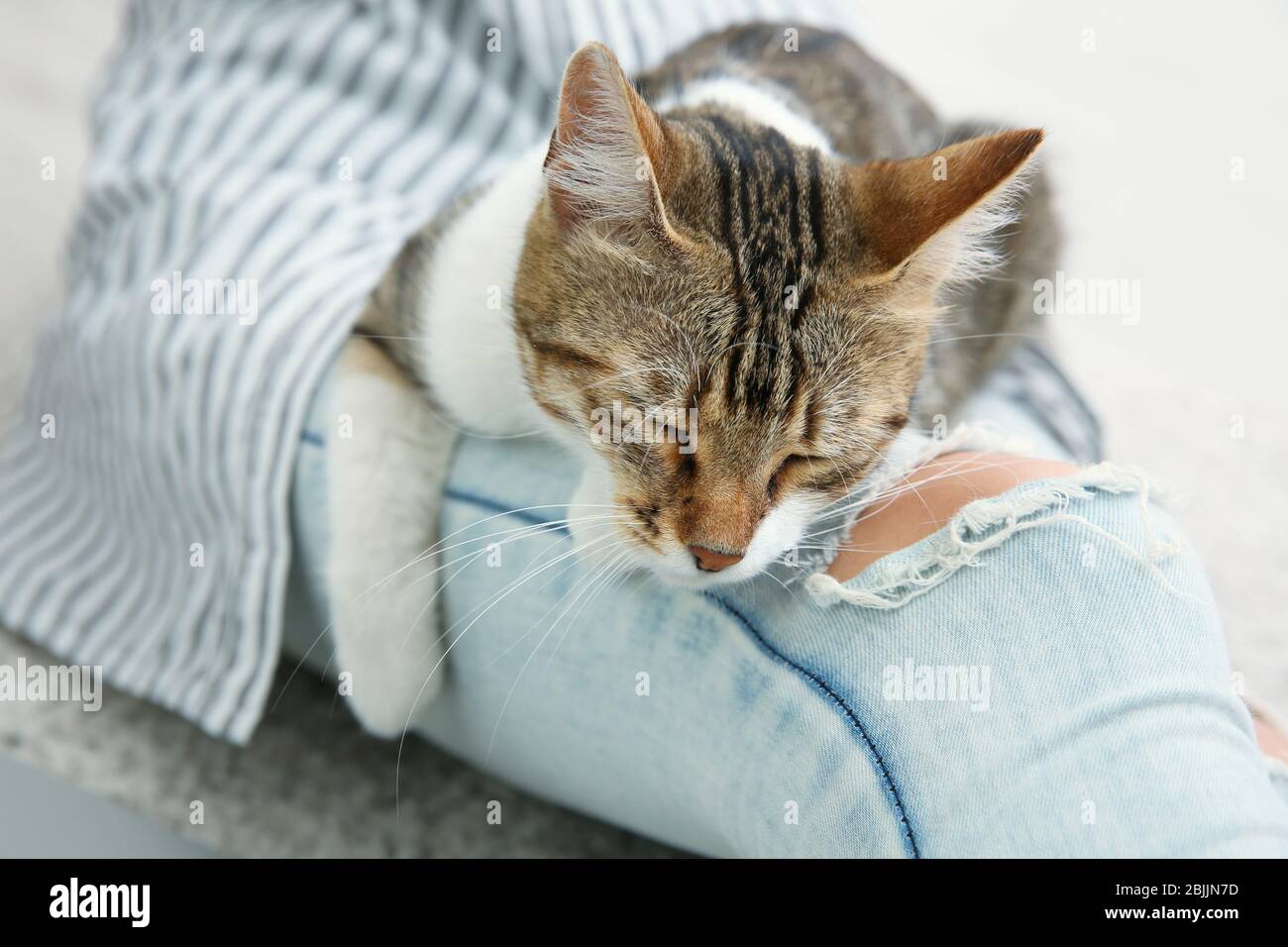 Cute cat relaxing on female legs Stock Photo - Alamy