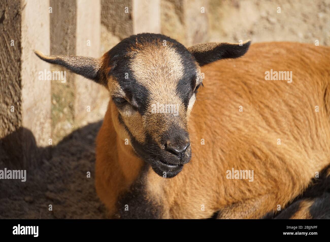 Close up baby goat hi-res stock photography and images - Alamy