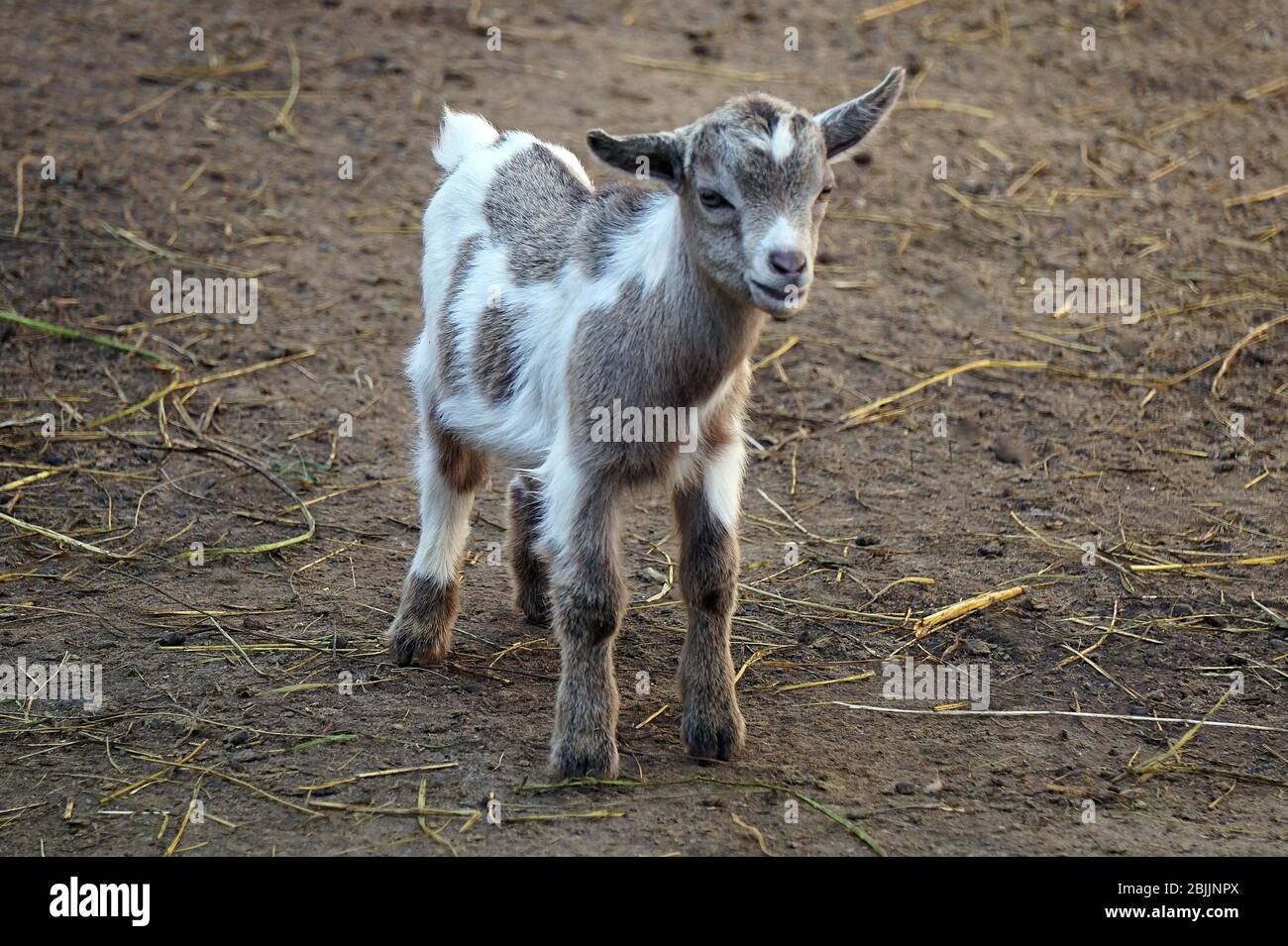 Young goat/ calf - farm animal Stock Photo - Alamy