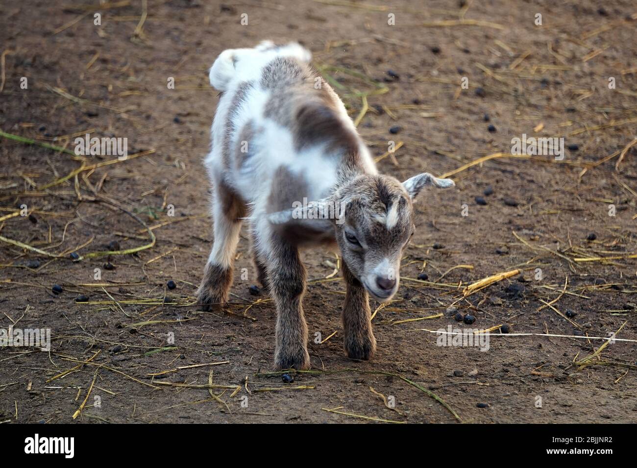 Young goat/ calf - farm animal Stock Photo - Alamy