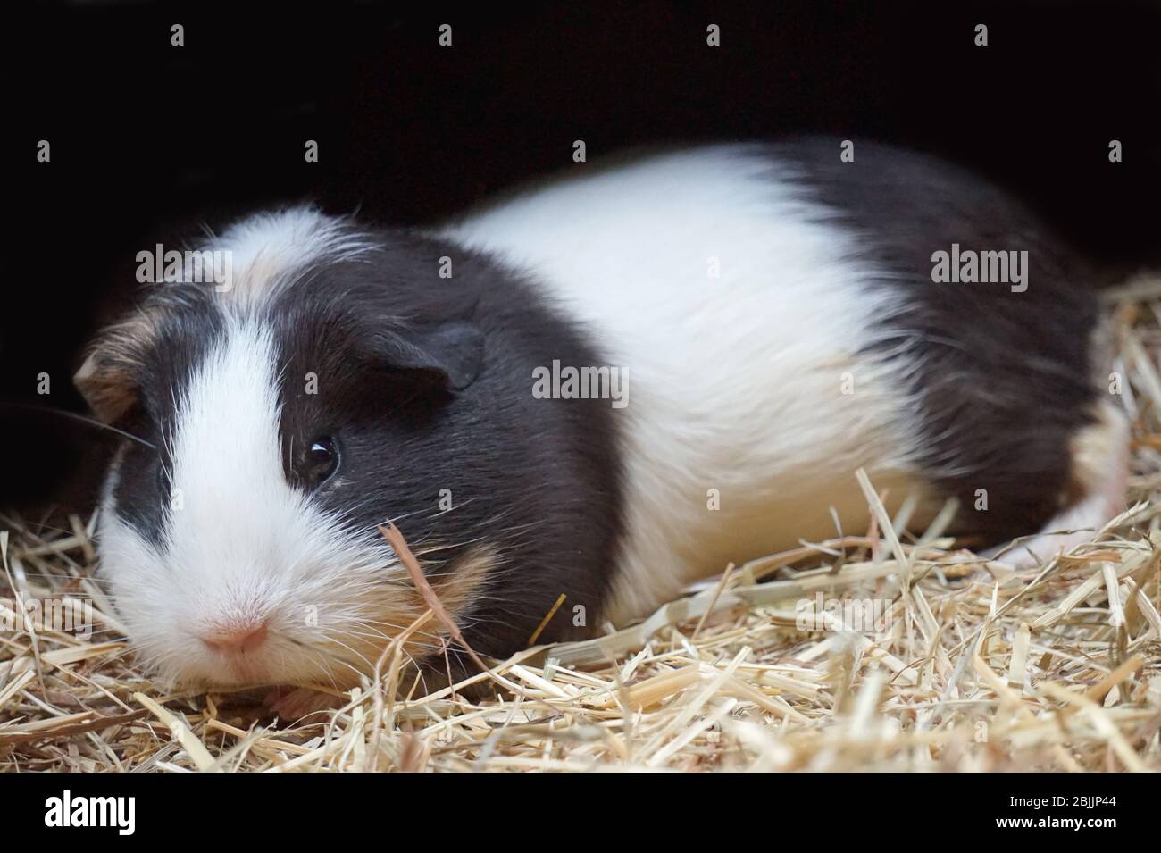 Black and white guinea pig - pet animal Stock Photo - Alamy