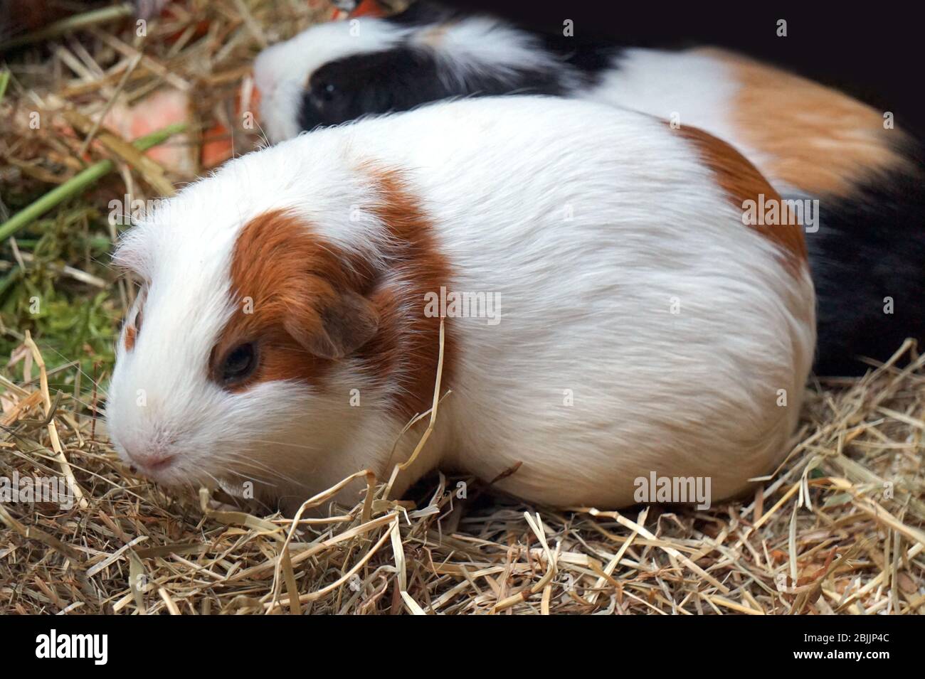 Brown guinea pig hi-res stock photography and images - Alamy