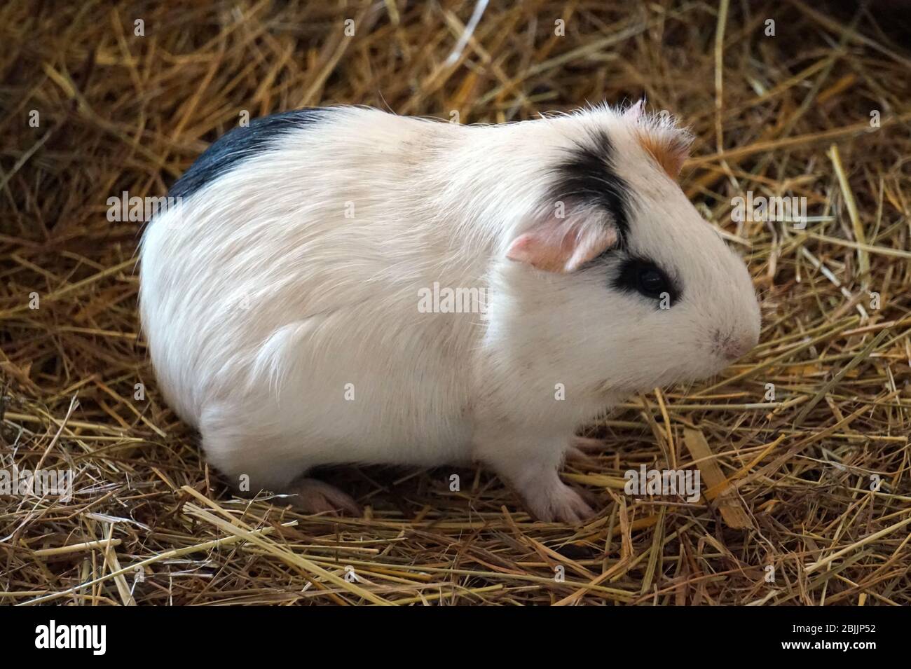 White guinea pig - pet animal Stock Photo - Alamy