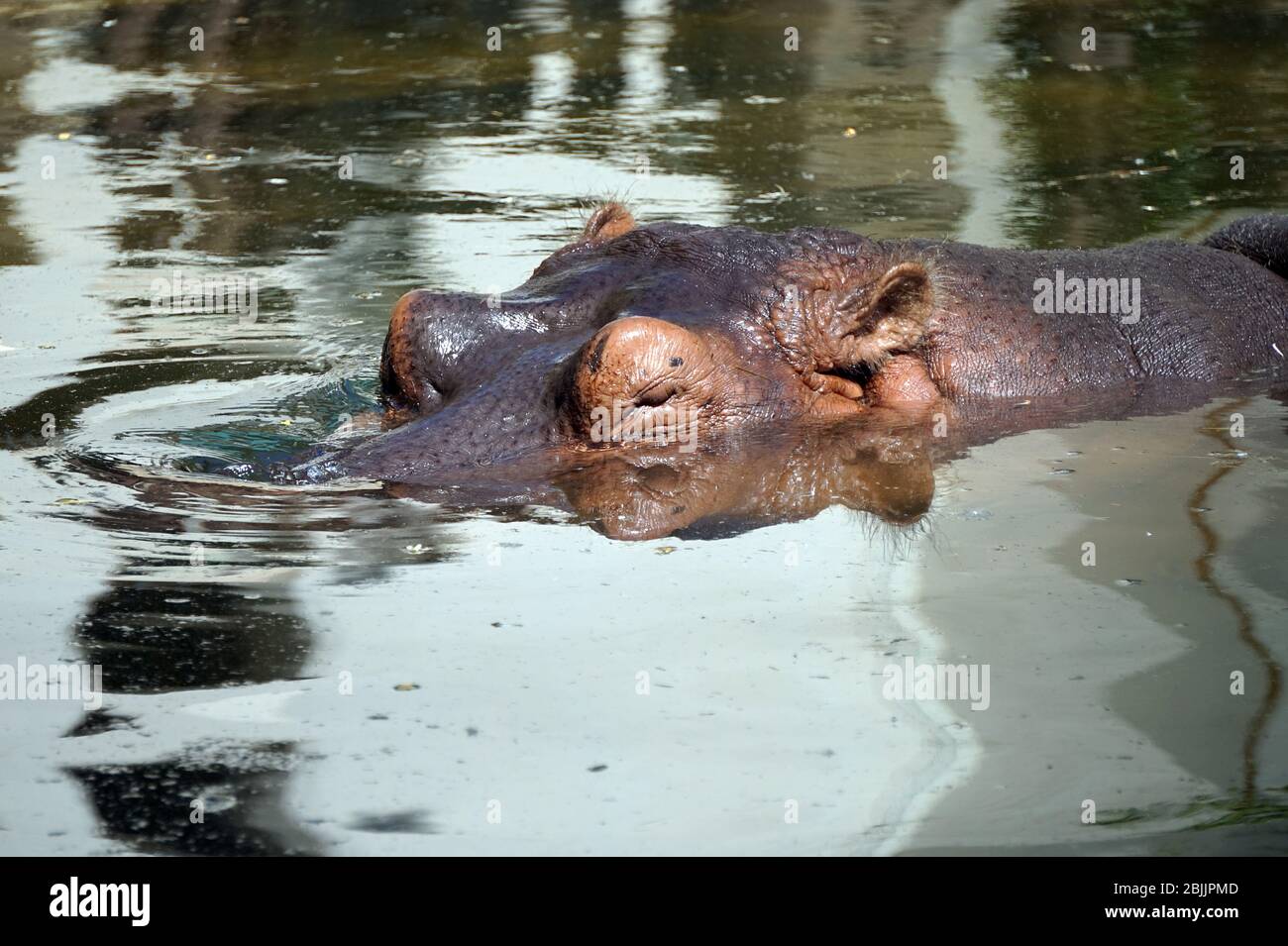 Hippopotamus/ hippo swimming - visible head Stock Photo - Alamy