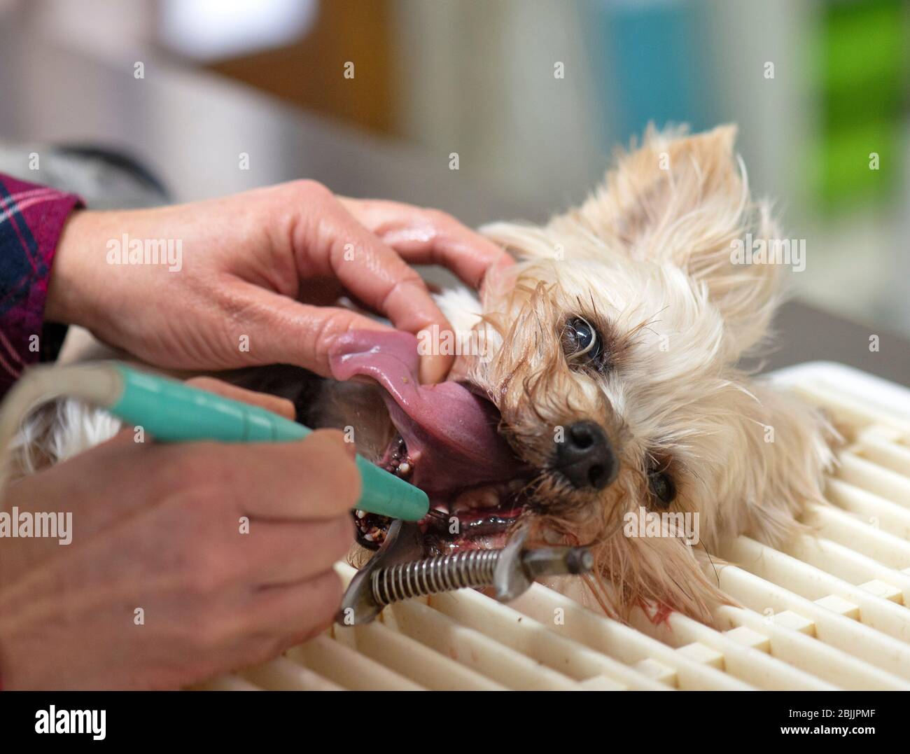 tartar removal for a old yorkshire terrier by a vet Stock Photo - Alamy