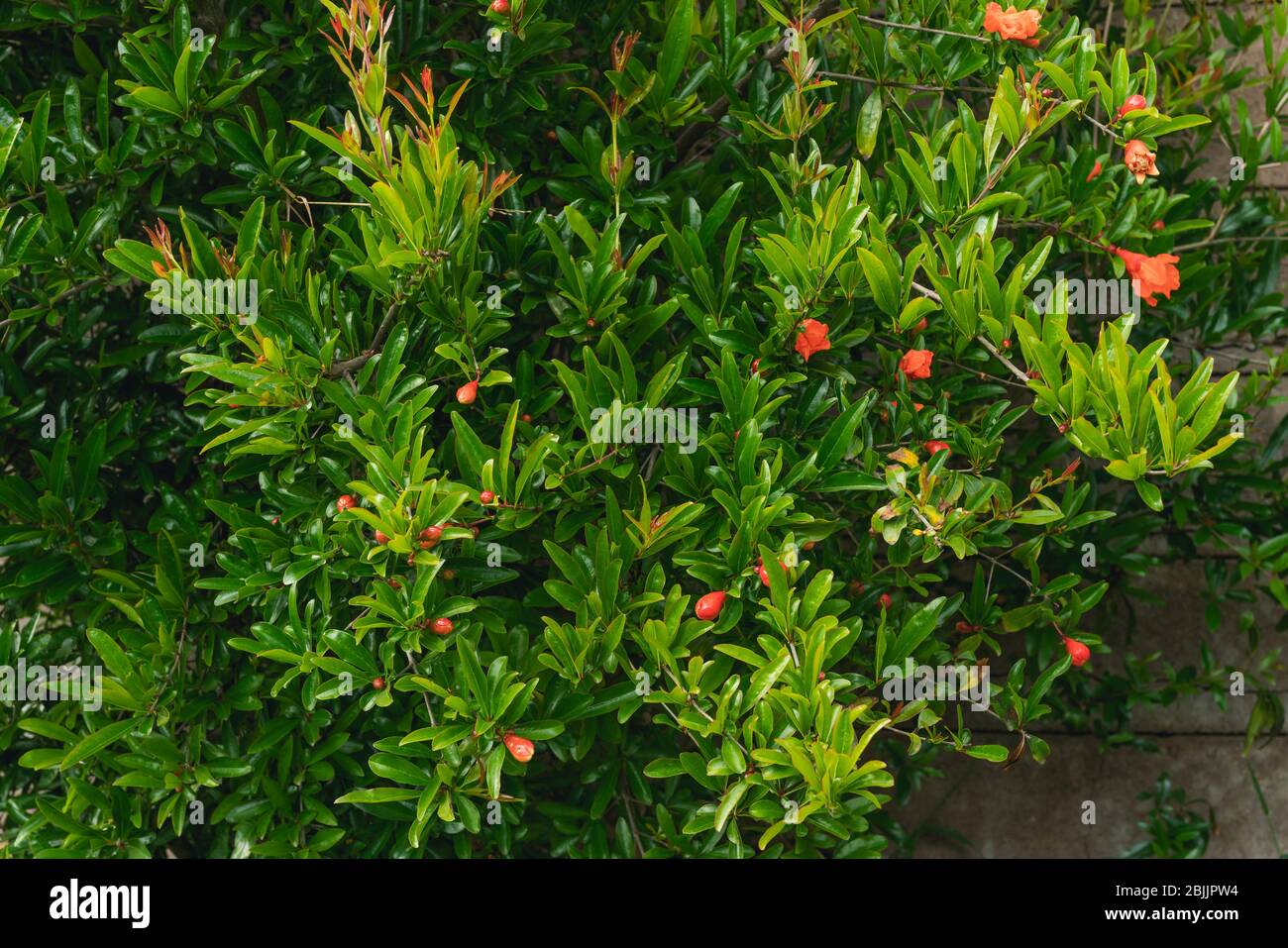 Pomegranate tree in bloom close up in the garden Stock Photo - Alamy