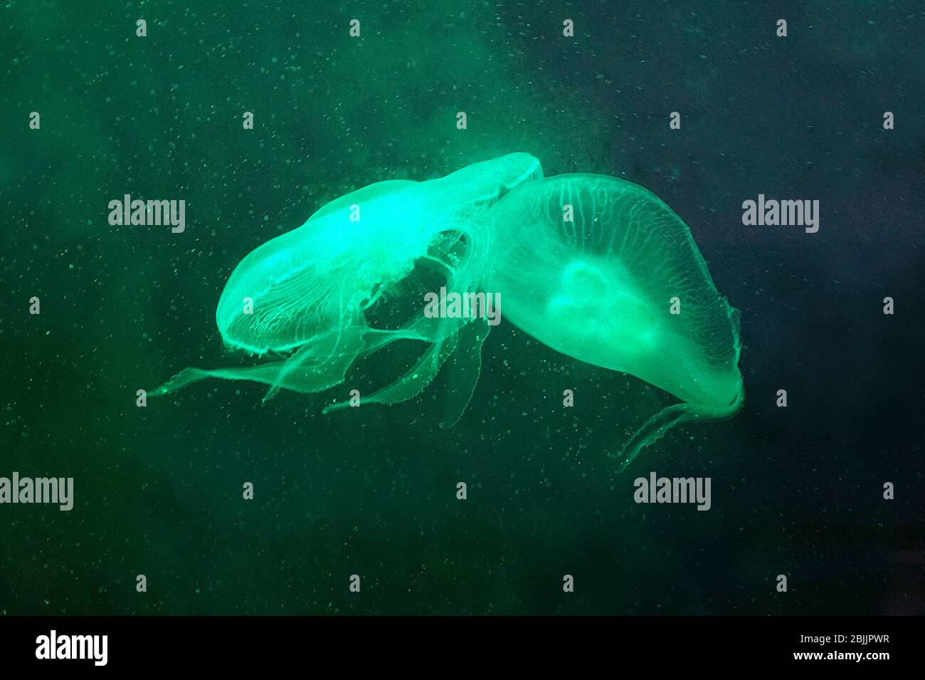 Two jellyfish swimming in water Stock Photo - Alamy