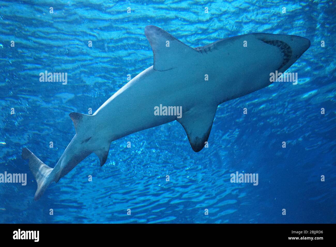 Shark swimming under water Stock Photo - Alamy
