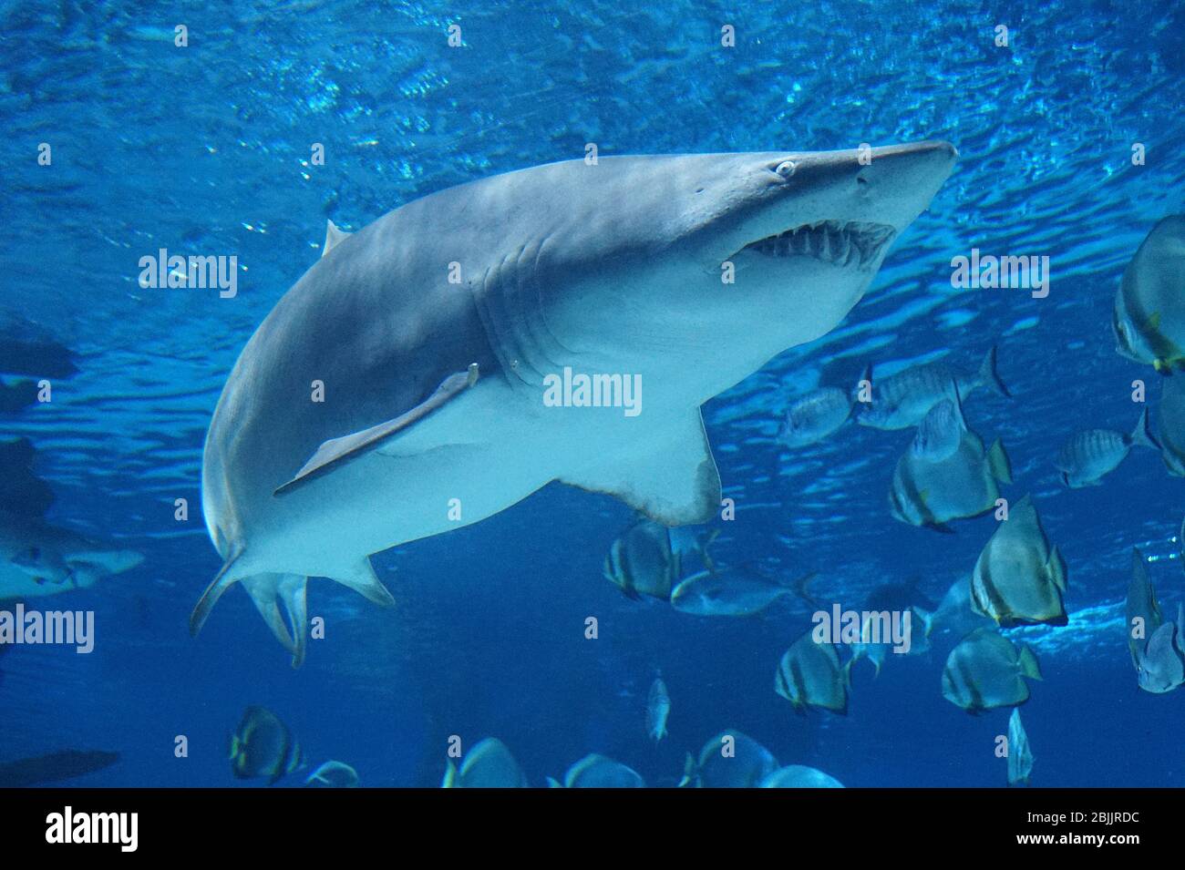 Shark swimming under water Stock Photo - Alamy